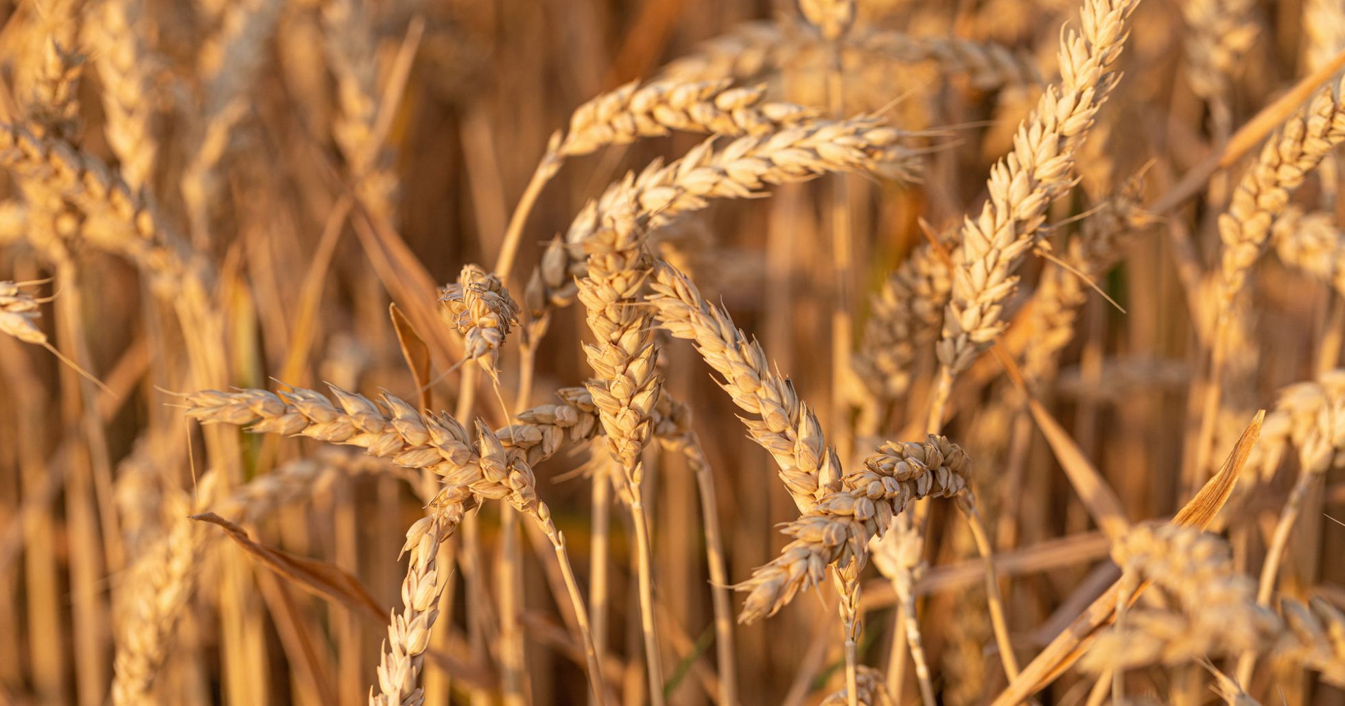 Grow, move, eat, repeat | UBS Global