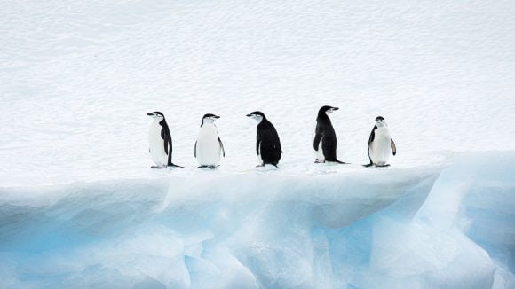 The Free Rider Problem in Economics | UBS Nobel Perspectives